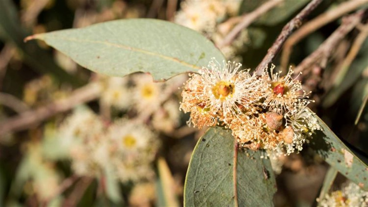 Chelsworth Park | Banyule Council