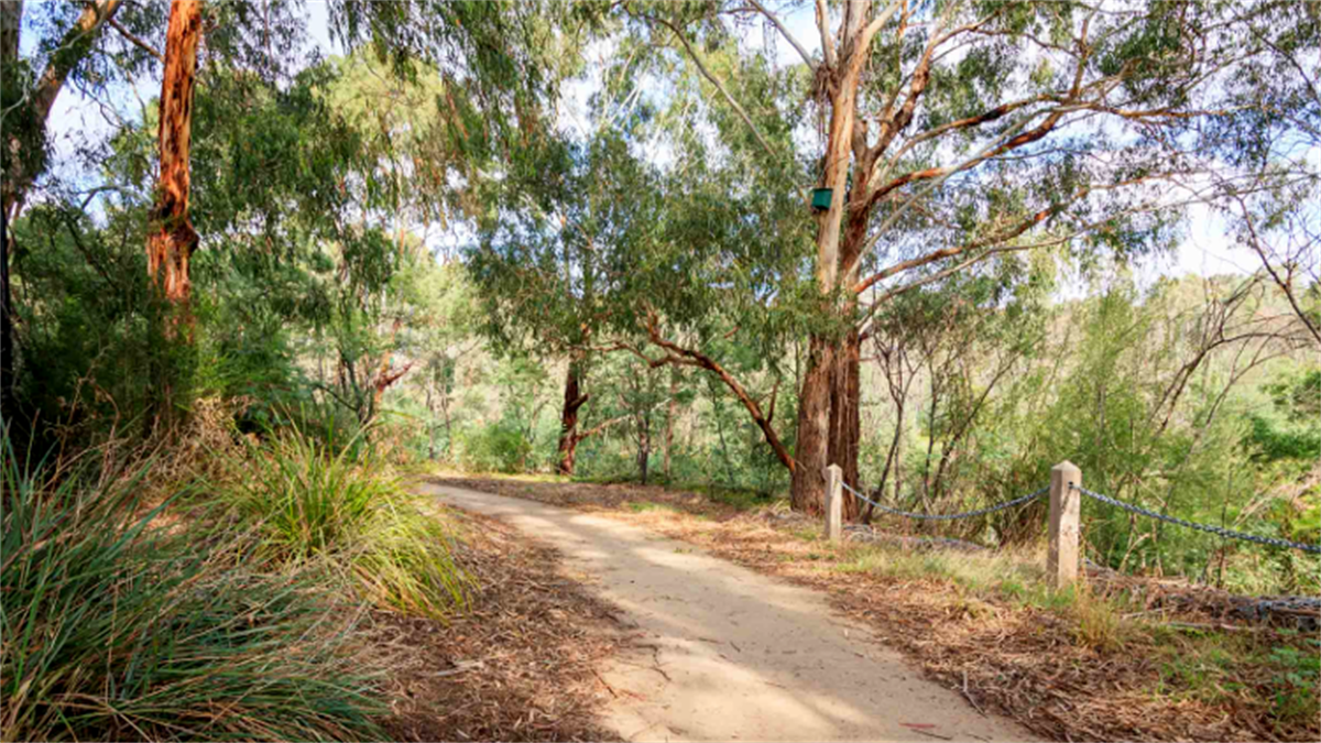 Manna Gum Walk | Banyule Council