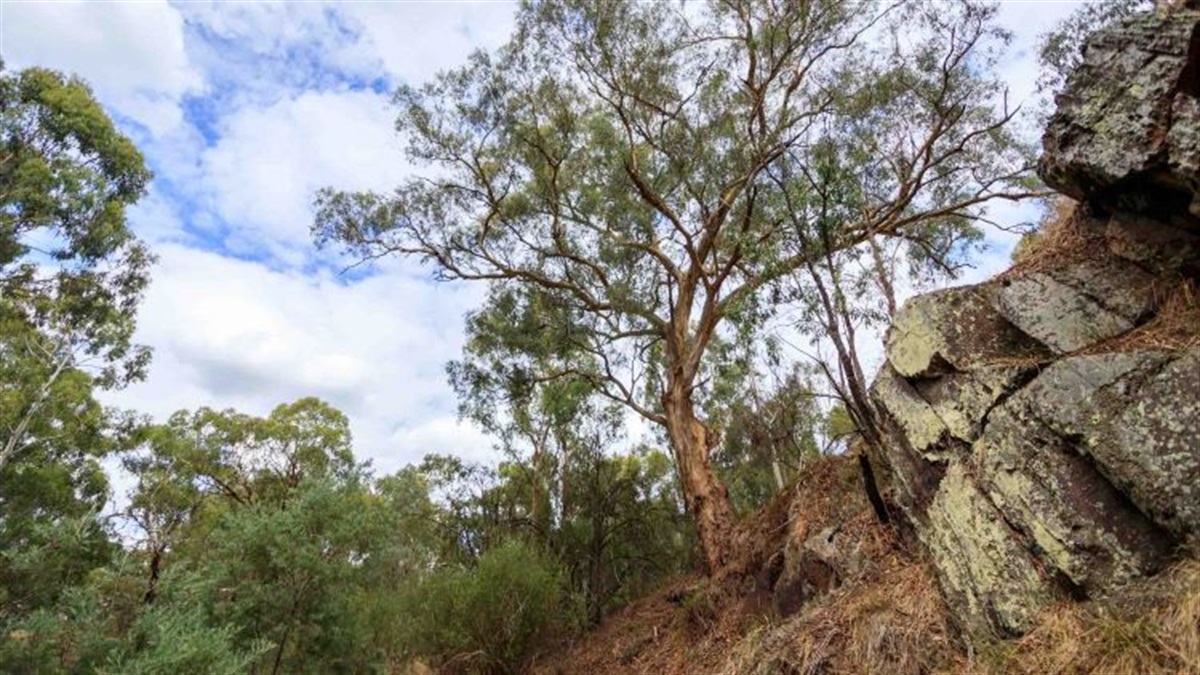 Plenty River Trail | Banyule Council