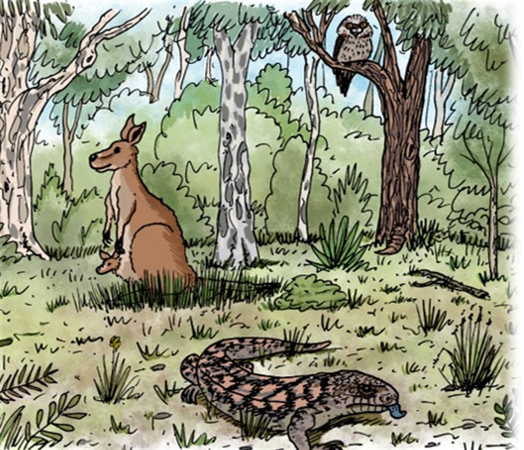 Design your own wildlife garden | Banyule Council