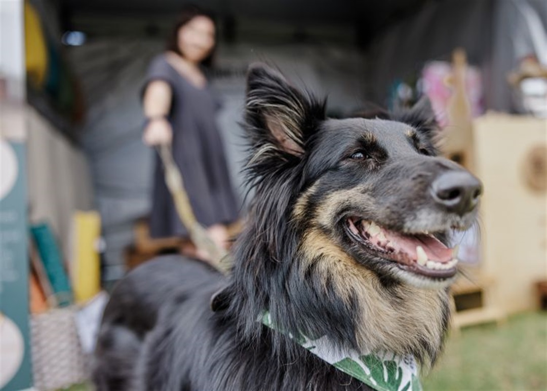 Beale Family Day | Banyule Council