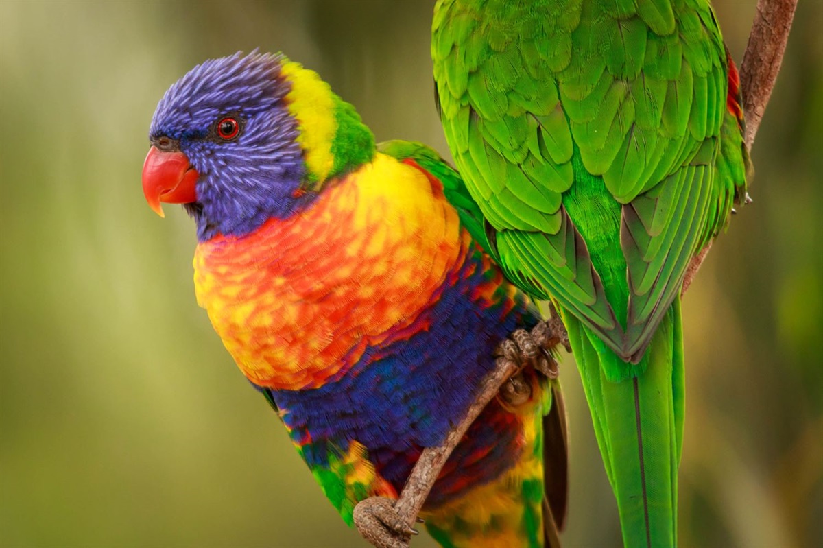 Breakfast with the birds | Banyule Council