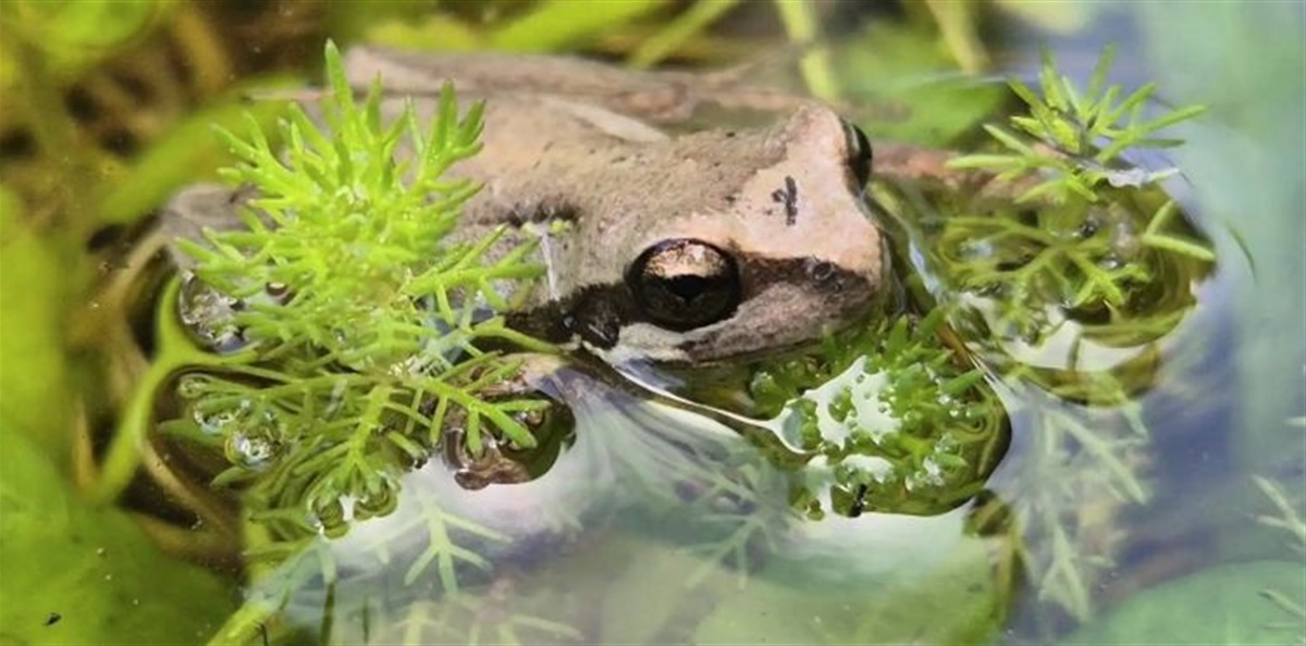 Fun with frogs | Banyule Council