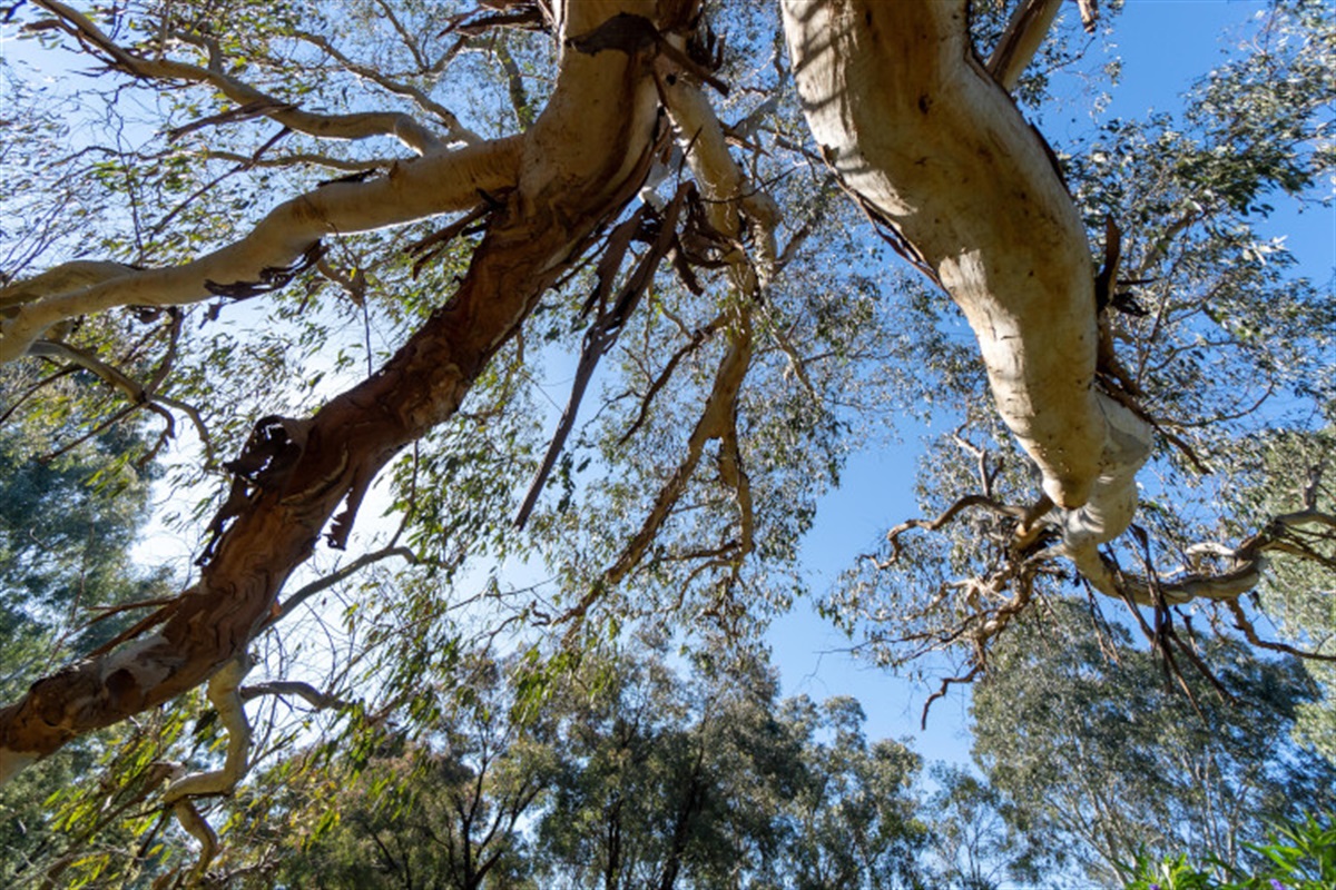 New protection for canopy trees | Banyule Council